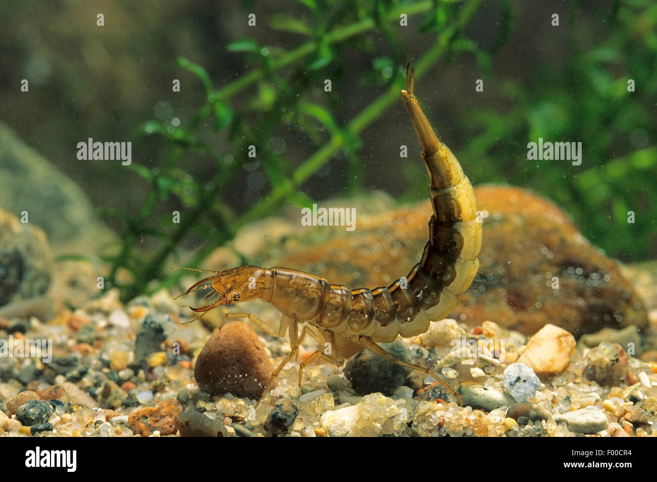 Carnivorous water beetles hi-res stock photography and images - Alamy