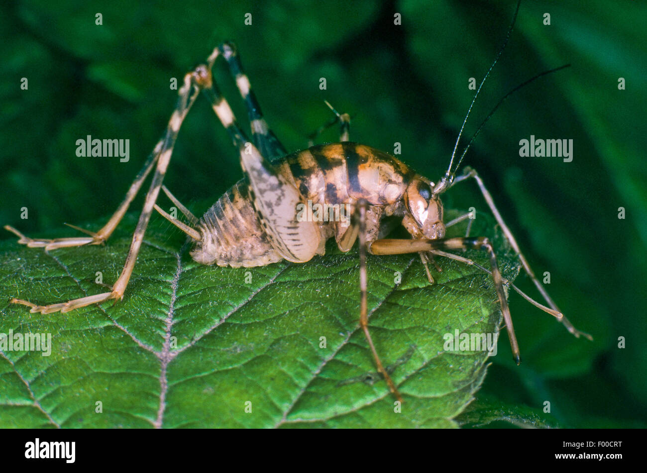 Greenhouse camel cricket, Glasshouse camel-cricket, Greenhouse stone ...