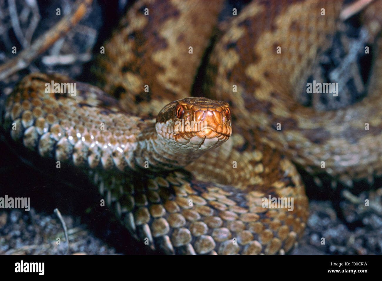 adder, common viper, common European viper, common viper (Vipera berus ...