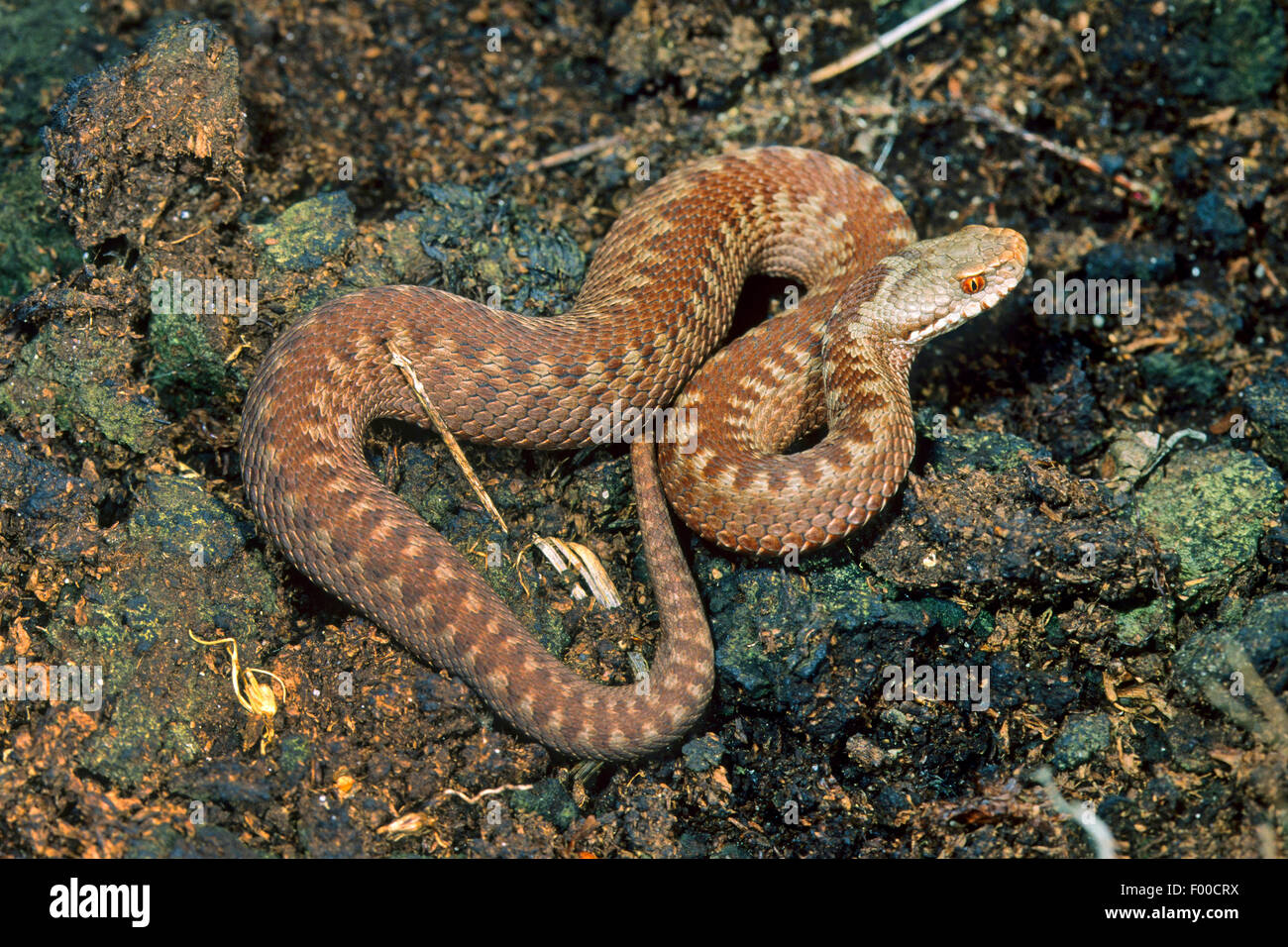 adder, common viper, common European viper, common viper (Vipera berus ...