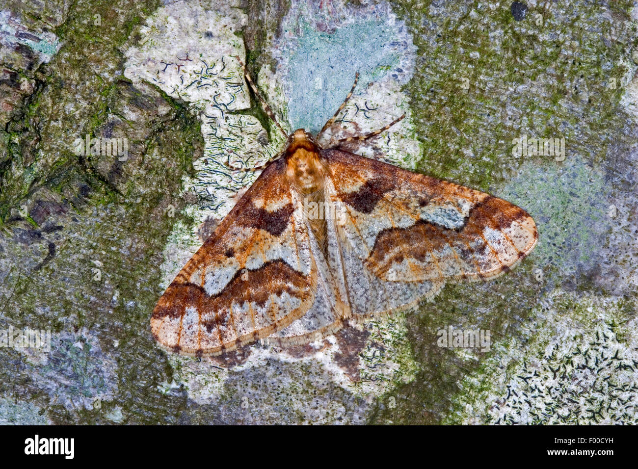 Mottled umber (Erannis defoliaria, Phalaena defoliaria, Hybernia ...
