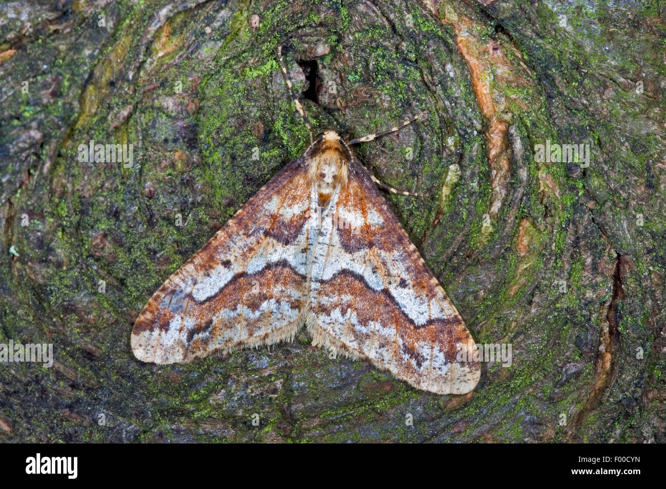 Mottled umber (Erannis defoliaria, Phalaena defoliaria, Hybernia ...