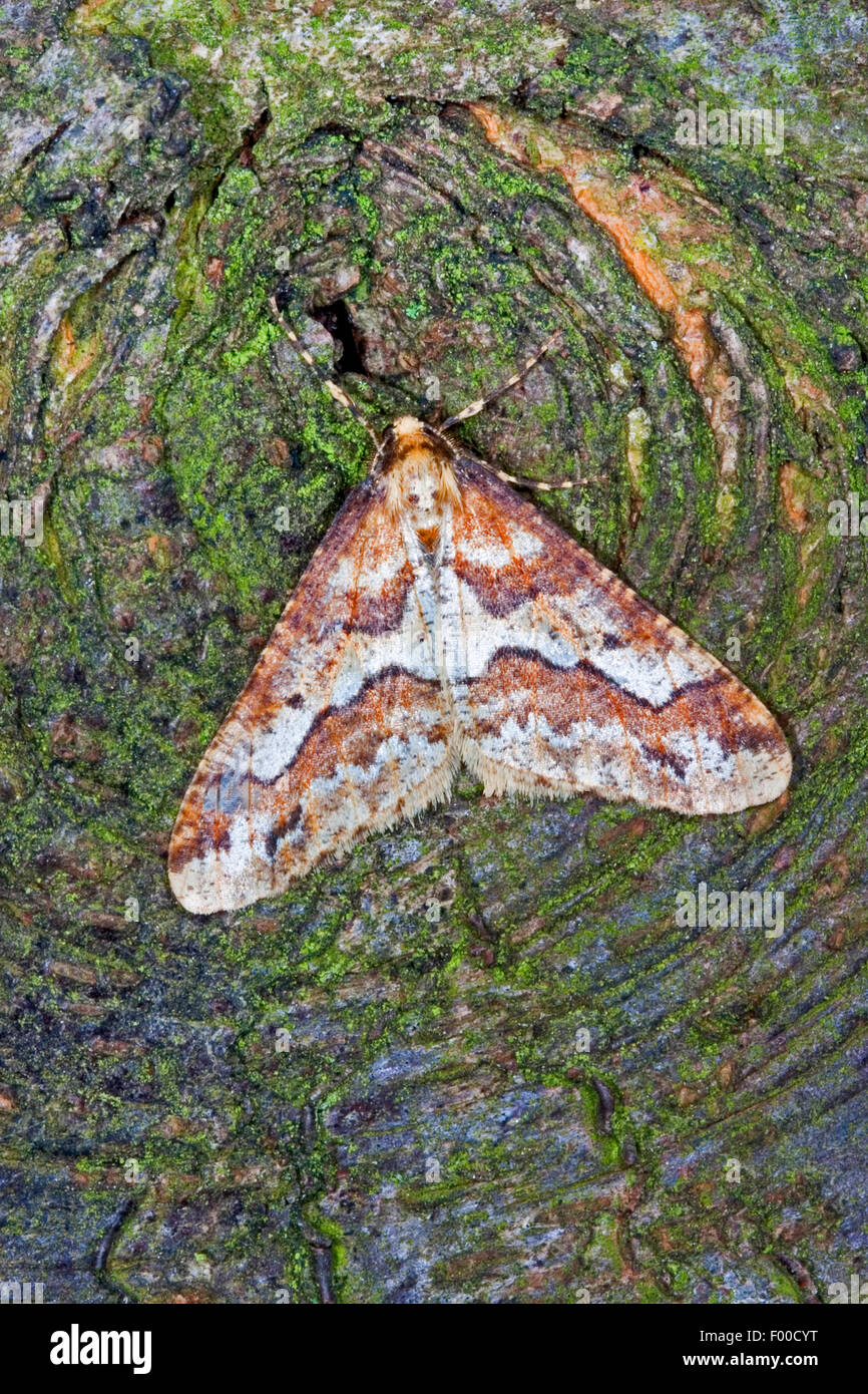 Mottled umber (Erannis defoliaria, Phalaena defoliaria, Hybernia ...