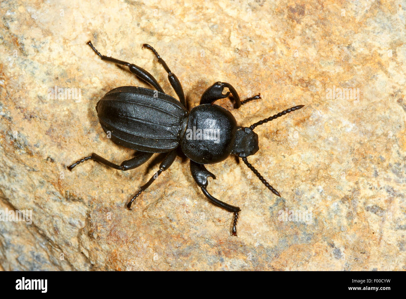 Darkling beetle (Scaurus striatus), on a stone, Germany Stock Photo - Alamy