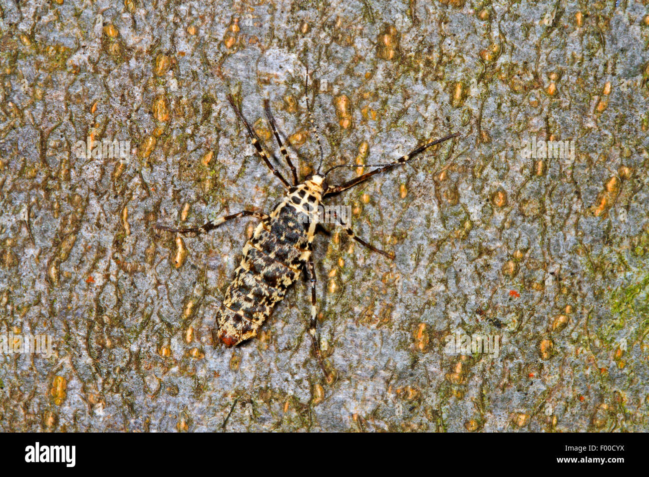Mottled umber (Erannis defoliaria, Phalaena defoliaria, Hybernia ...