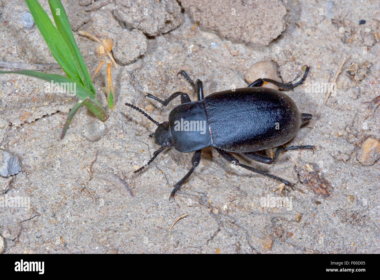 Mucronate churchyard beetle, Mucronate cellar beetle (Blaps lethifera ...