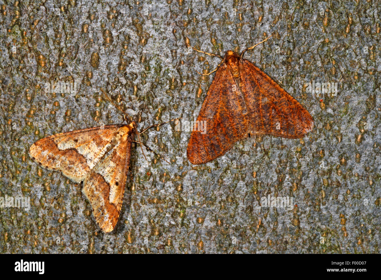 Mottled umber (Erannis defoliaria, Phalaena defoliaria, Hybernia ...
