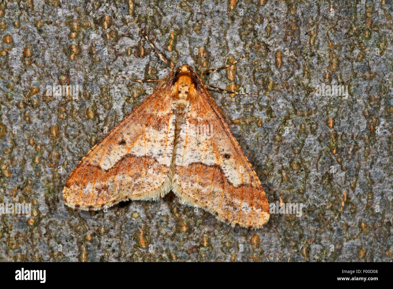 Mottled umber (Erannis defoliaria, Phalaena defoliaria, Hybernia ...