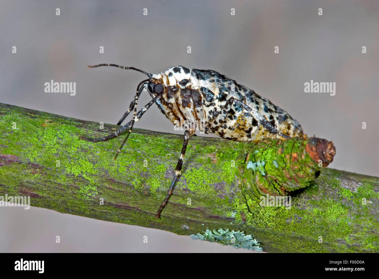 Mottled umber moth female hi-res stock photography and images - Alamy