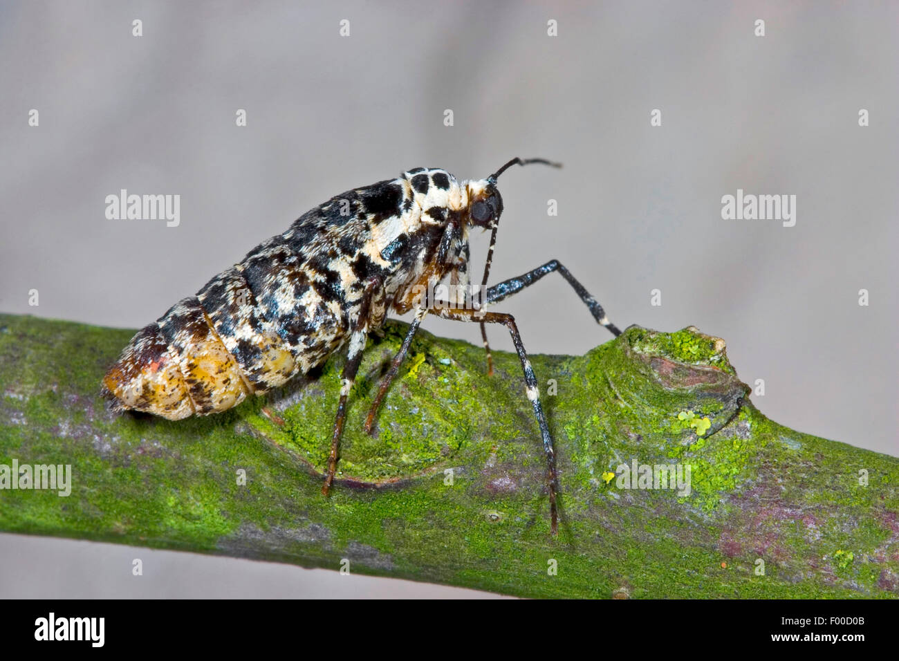 Mottled umber moth female hi-res stock photography and images - Alamy
