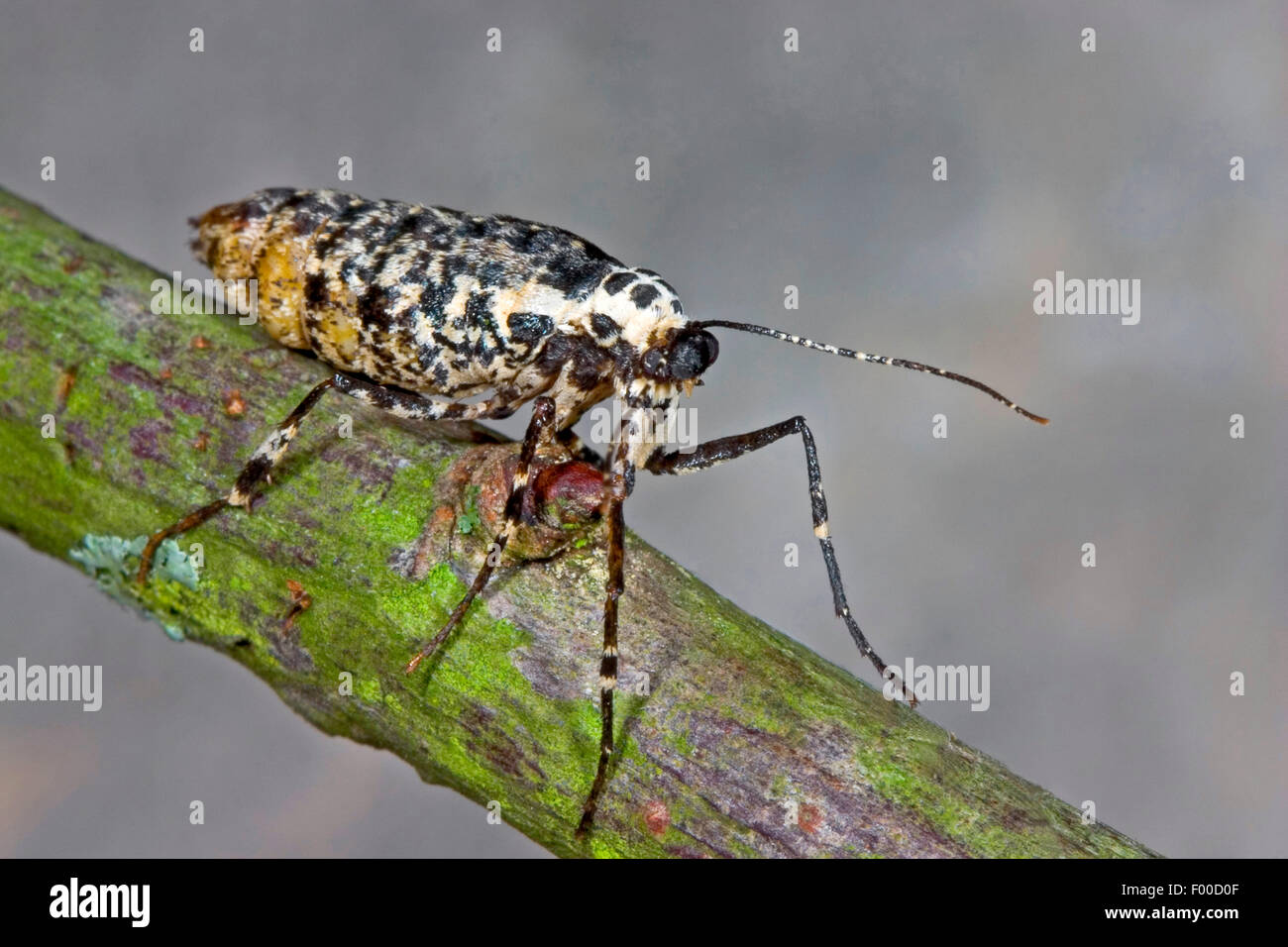 Mottled umber (Erannis defoliaria, Phalaena defoliaria, Hybernia ...