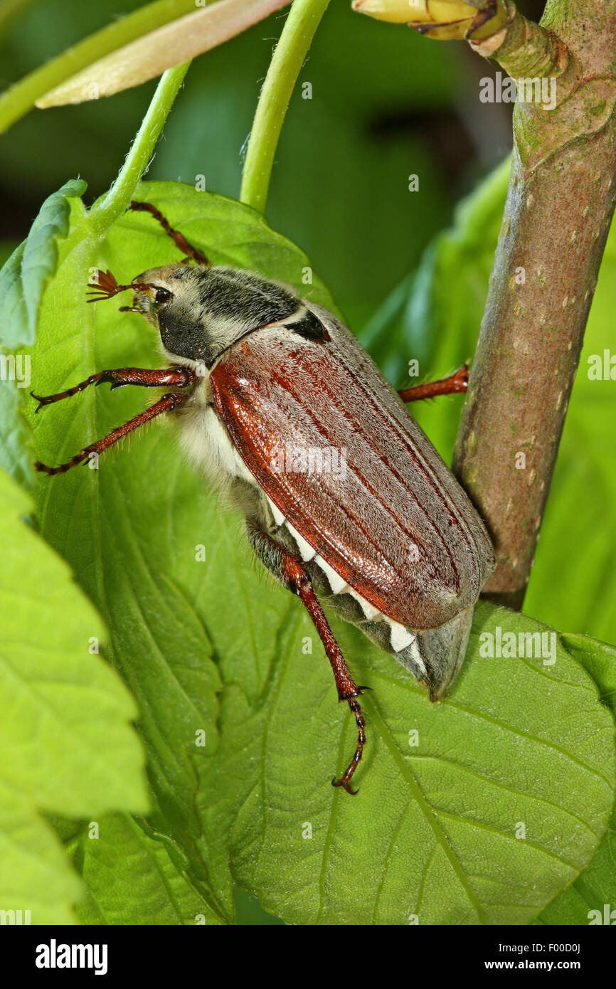 Cockchafer on leaf hi-res stock photography and images - Alamy
