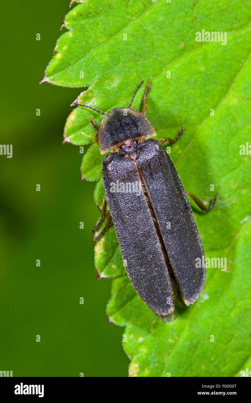 glowworm, glow-worm, great European glow-worm beetle (Lampyris ...