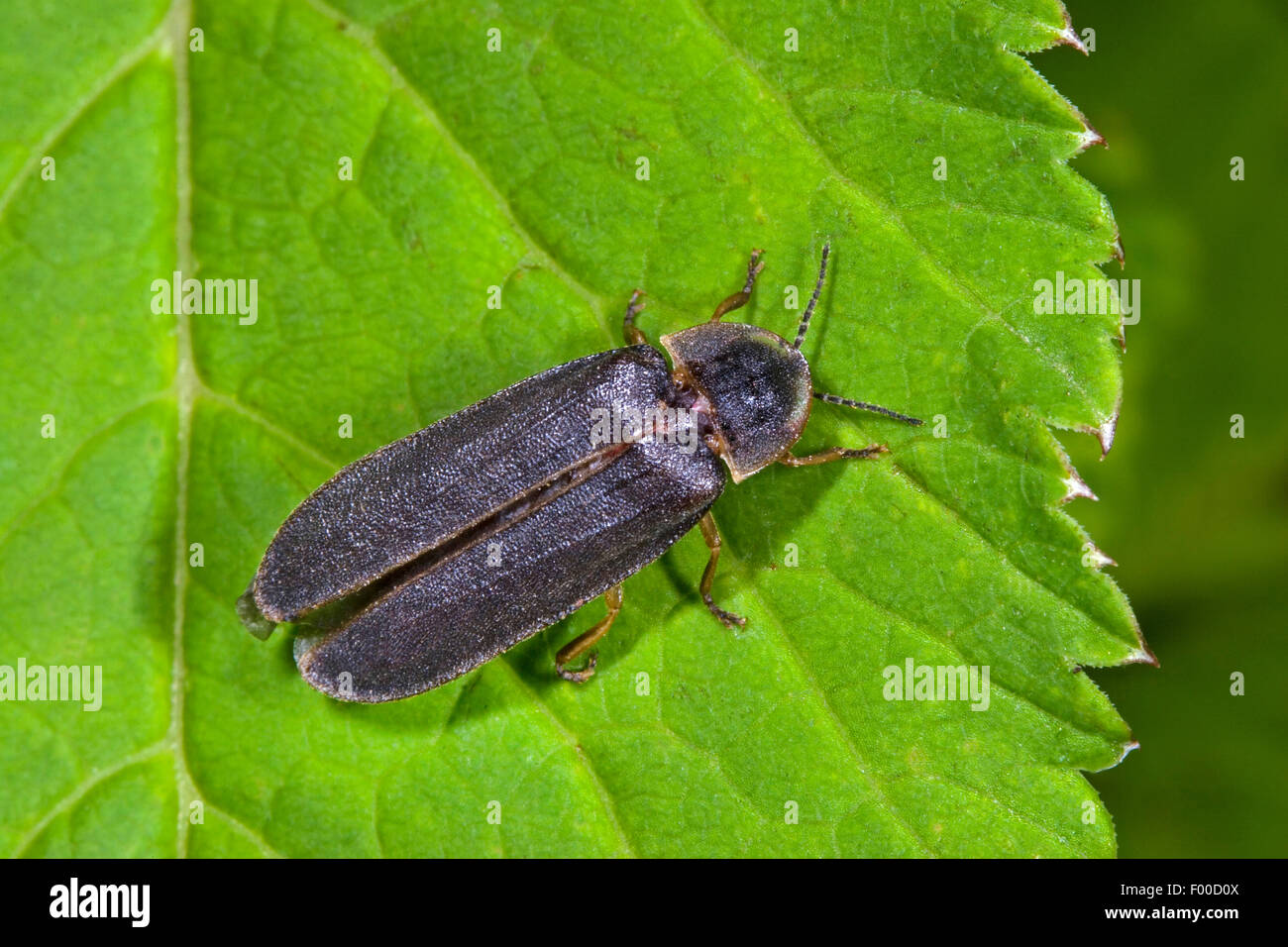 glowworm, glow-worm, great European glow-worm beetle (Lampyris ...