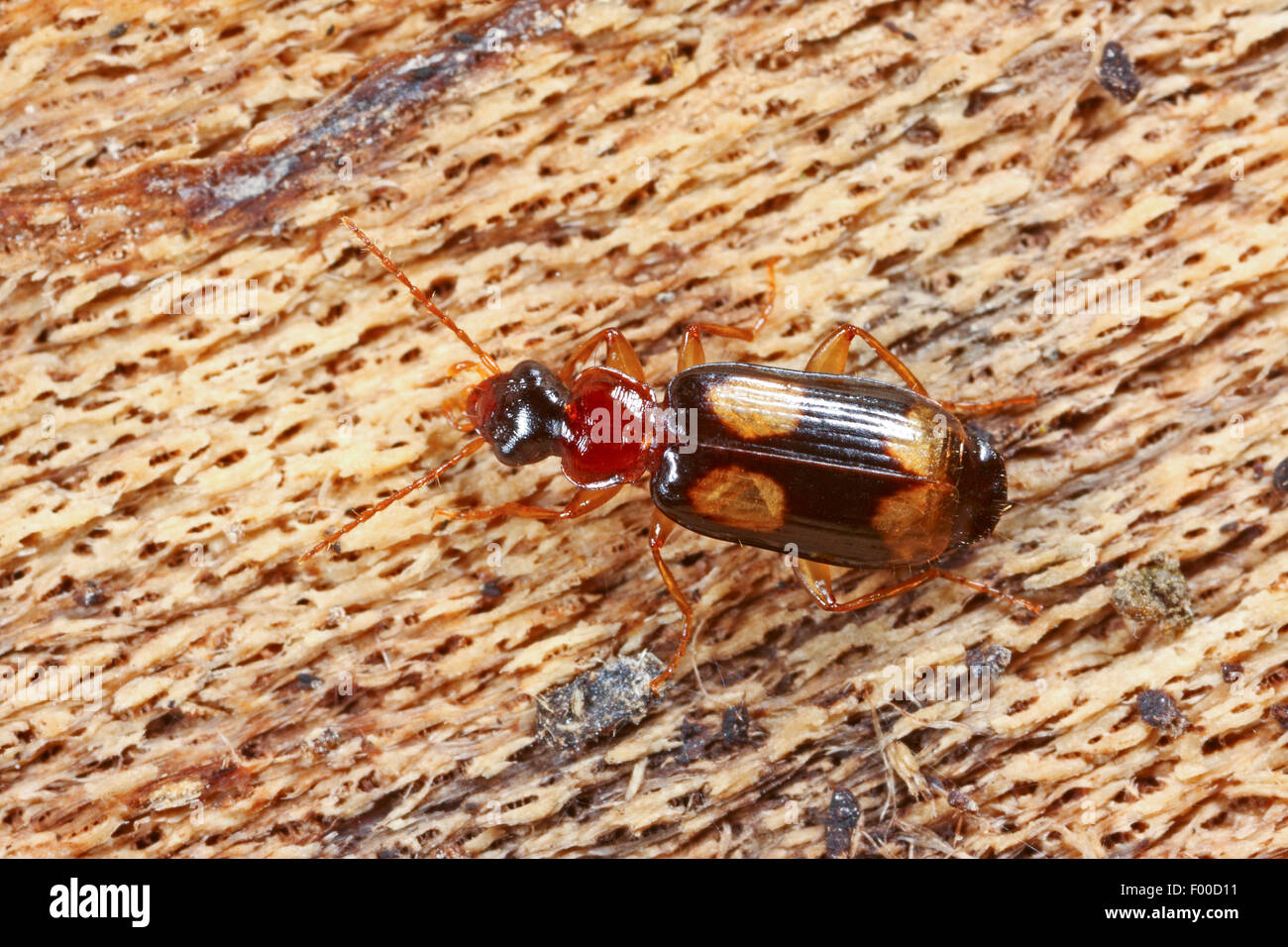 Ground beetle (Dromius quadrimaculatus), on bark, Germany Stock Photo ...
