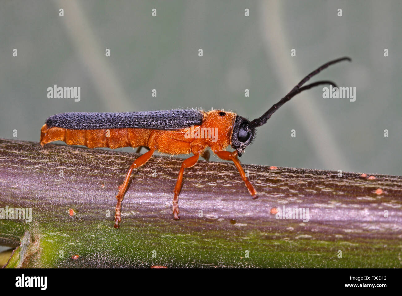 Oberea oculata hi-res stock photography and images - Alamy