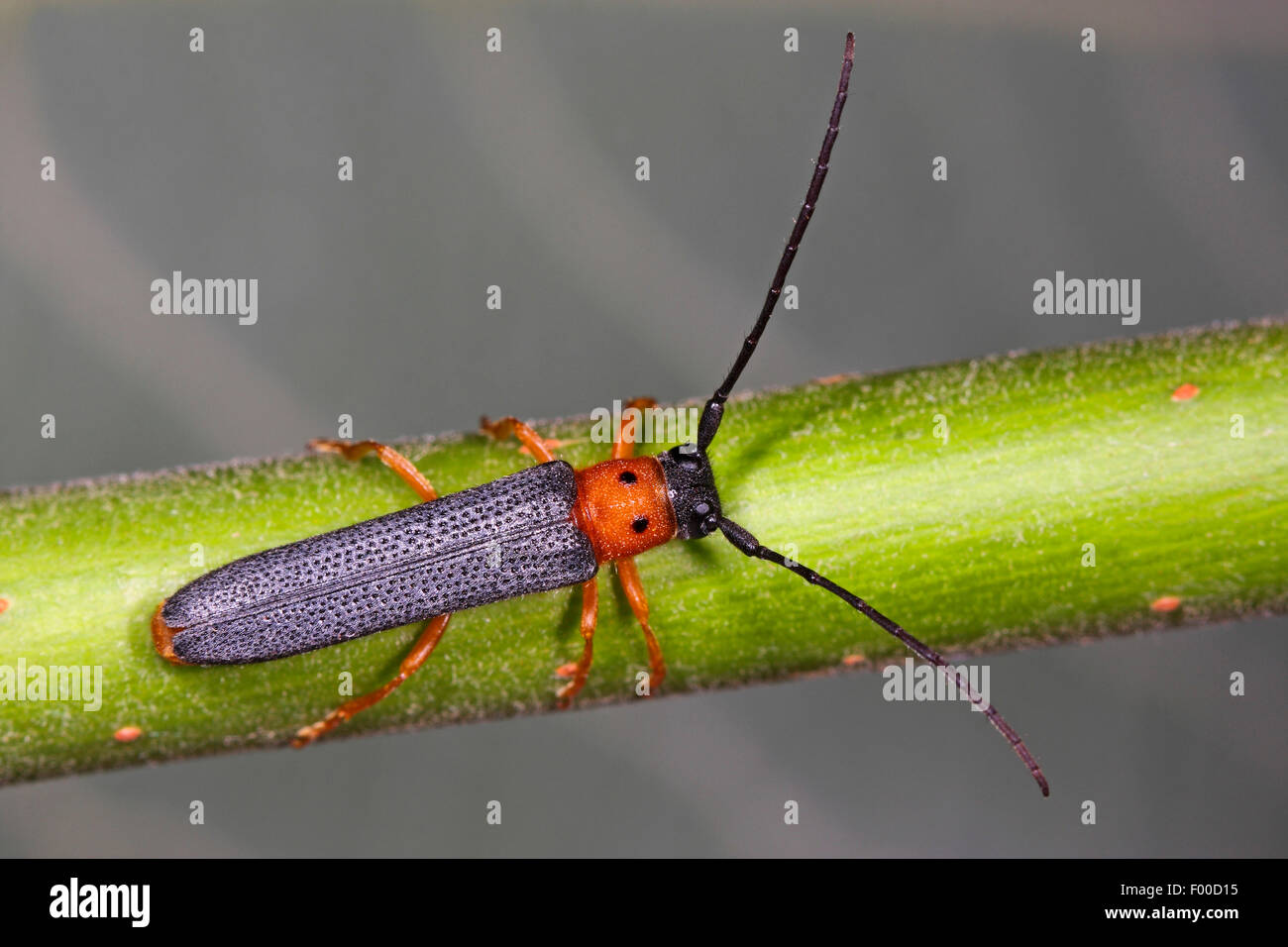 Twin spot longhorn beetle (Oberea oculata), on a twig, Germany Stock ...
