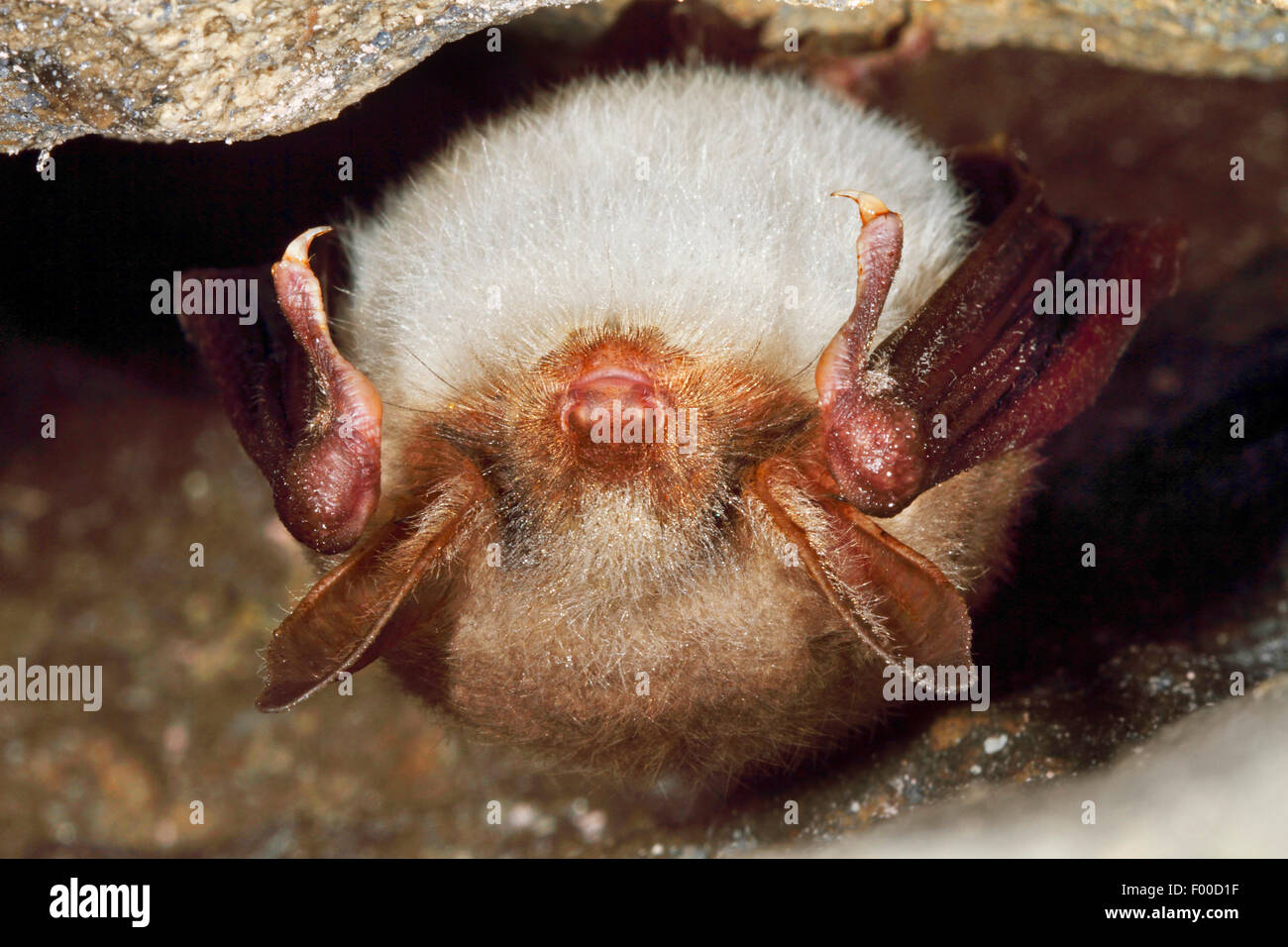 Myotis myotis hi-res stock photography and images - Alamy