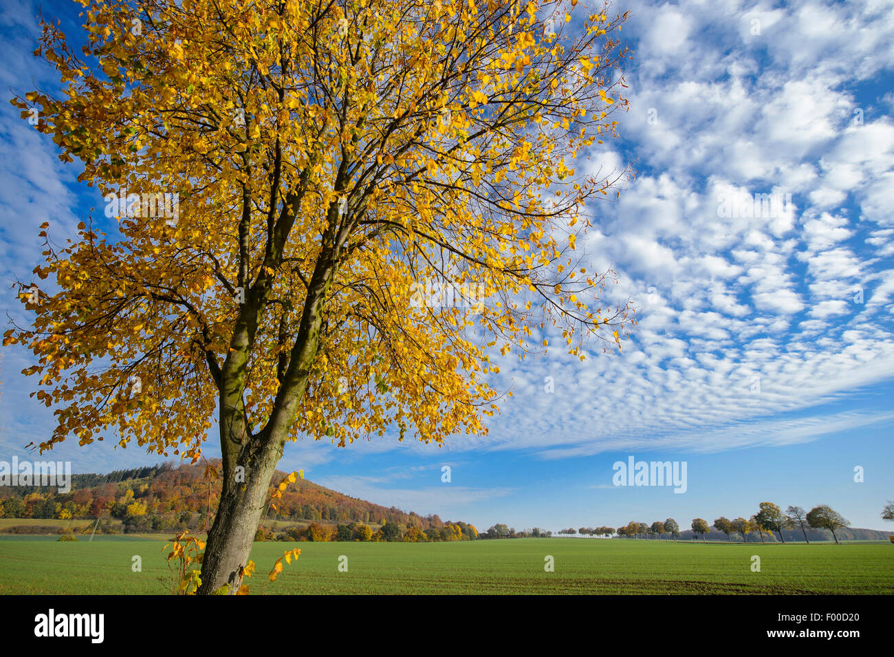 basswood, linden, lime tree (Tilia spec.), basswood in autumn, Germany ...