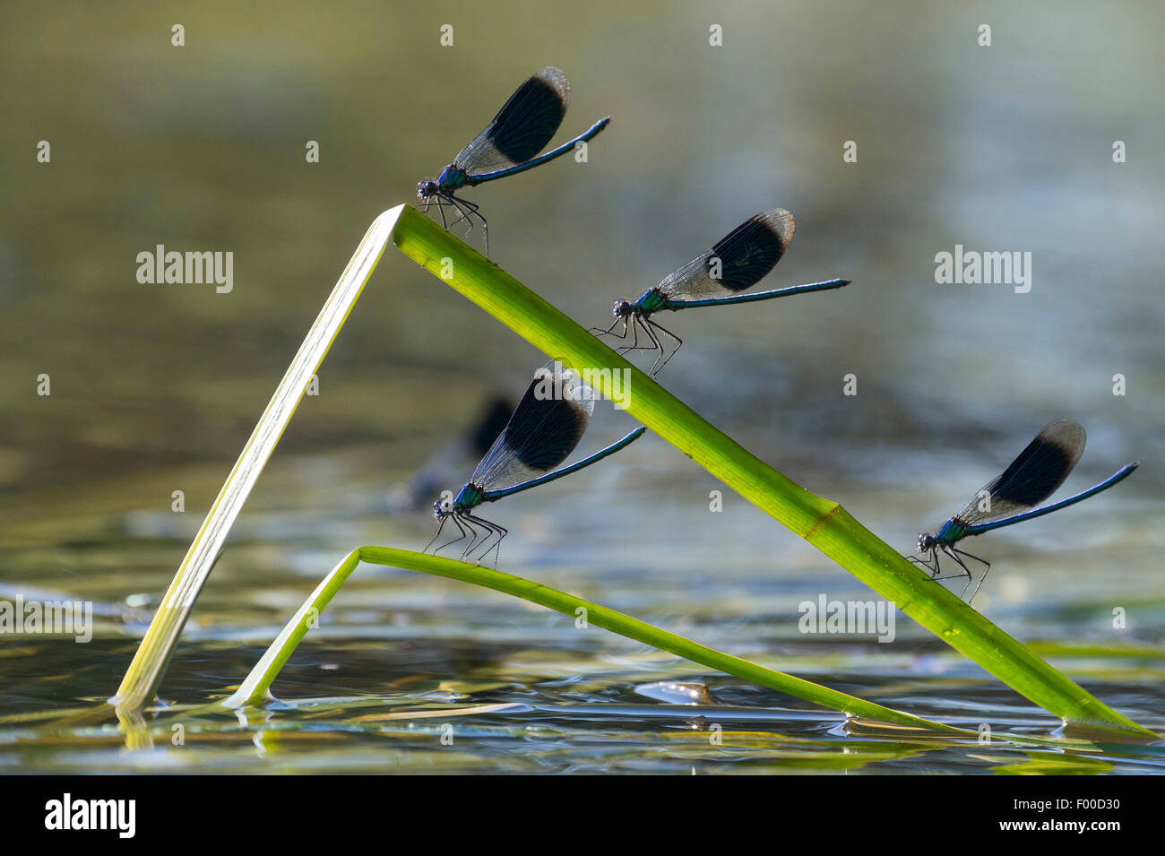 Four winged insects hi-res stock photography and images - Alamy
