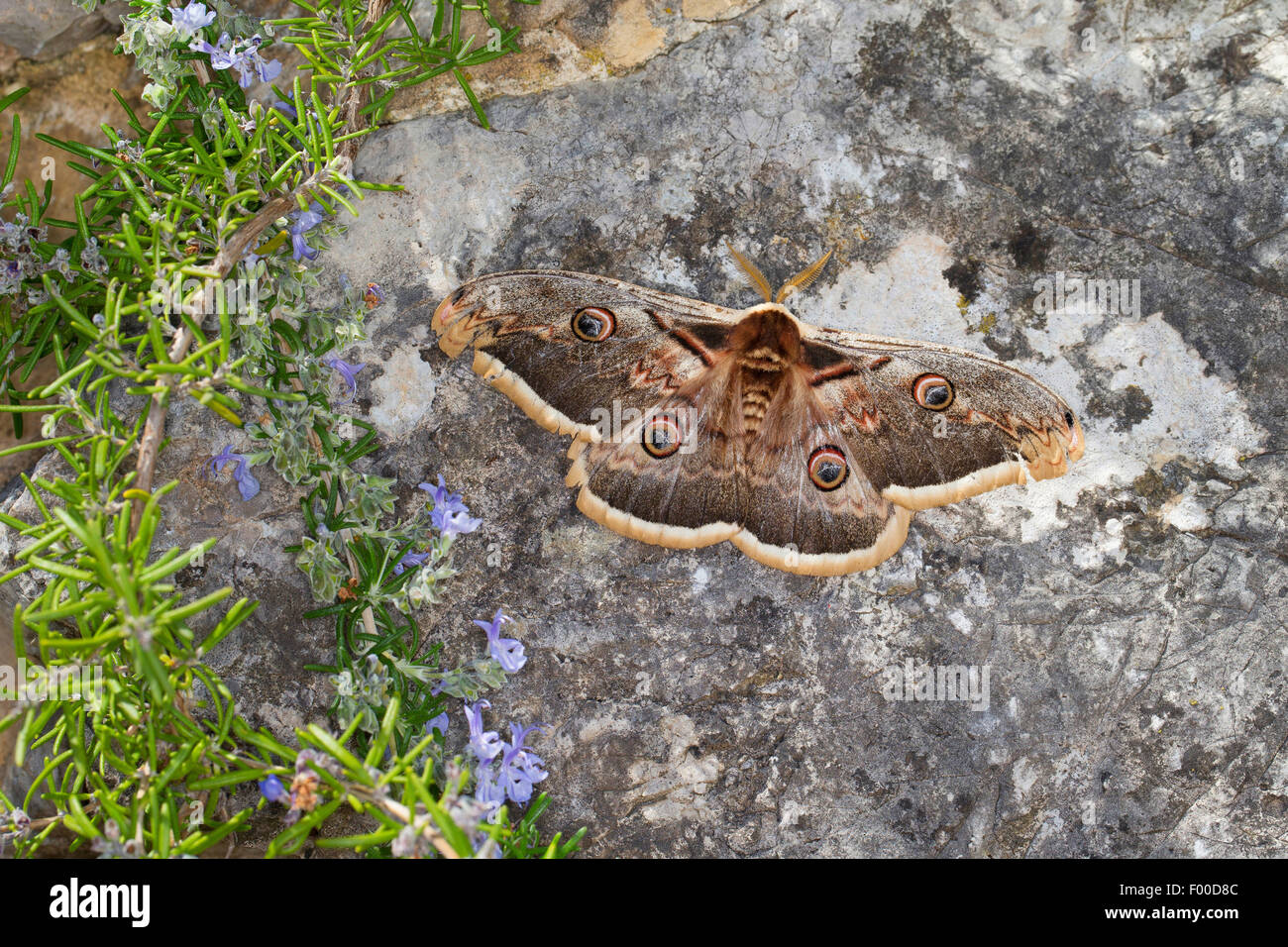Large Emperor Moth, Giant Peacock Moth, Great Peacock Moth, Giant ...