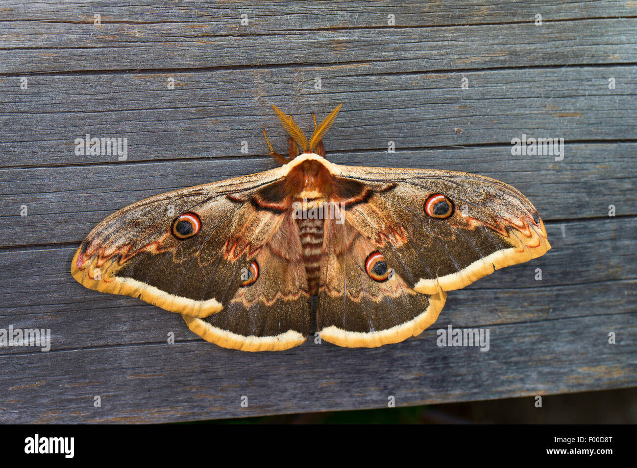 Large Emperor Moth, Giant Peacock Moth, Great Peacock Moth, Giant ...