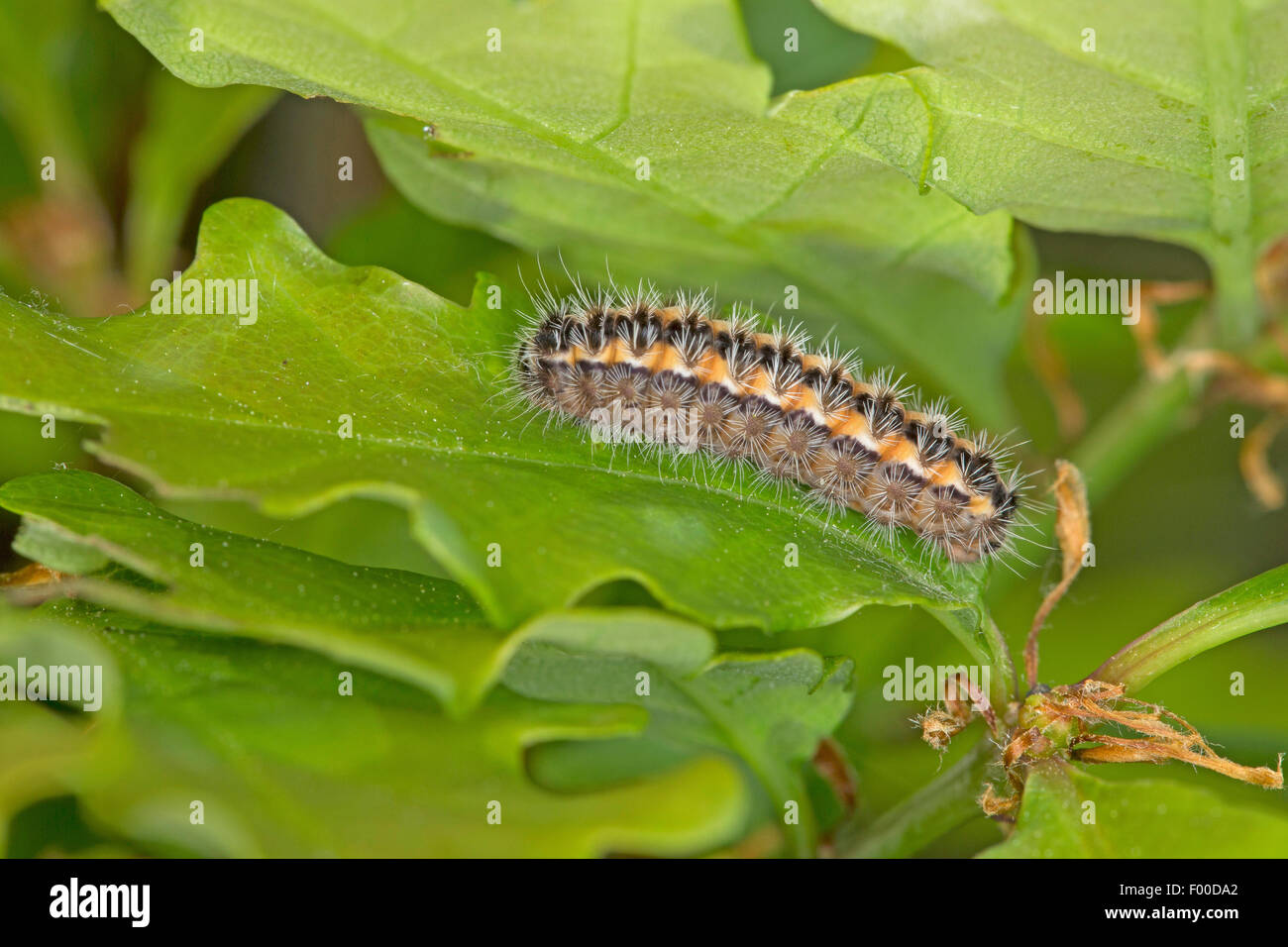 burnet (Rhagades pruni), caterpillar on a leaf, Germany Stock Photo - Alamy