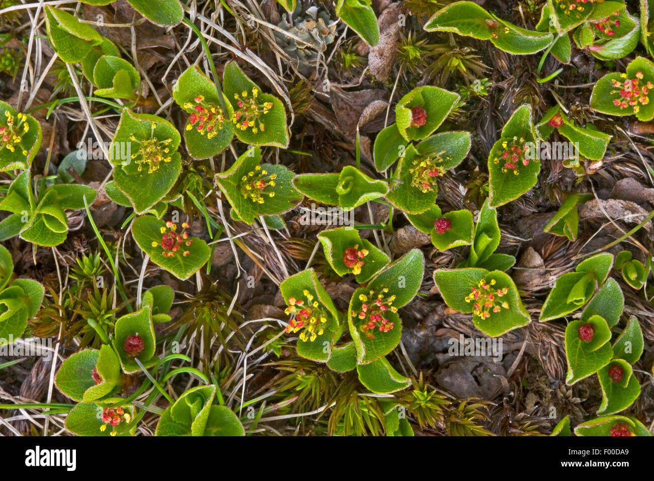 Dwarf willow least willow snowbed hi-res stock photography and images ...