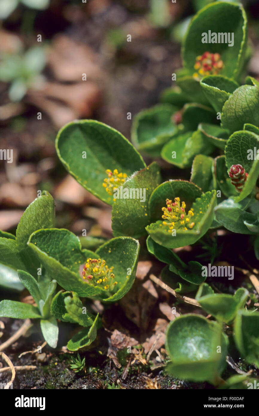 Dwarf Willow, Least Willow, Snowbed Willow (Salix herbacea), male plant ...