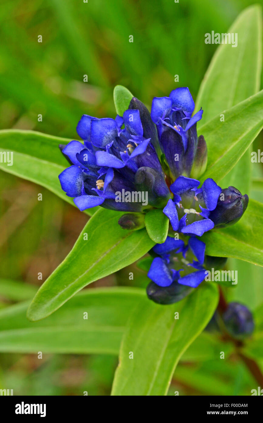 Cross-Leaved Gentian (Gentiana cruciata), blooming, Germany Stock Photo ...