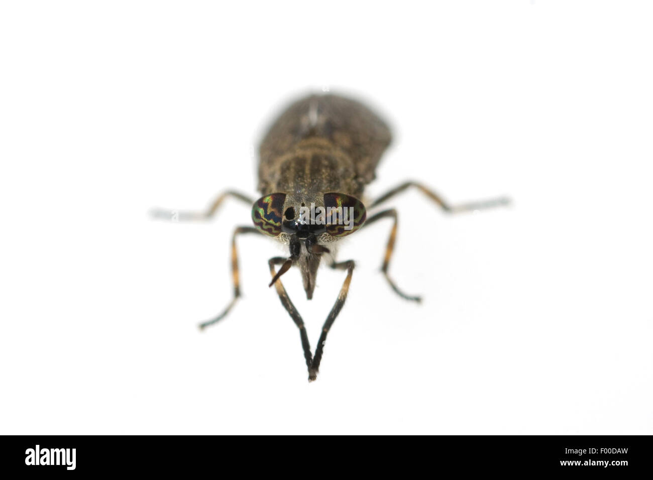 Bremse; Bremsen; Fliege; Tabanus Bovinus; Insekt Stock Photo - Alamy