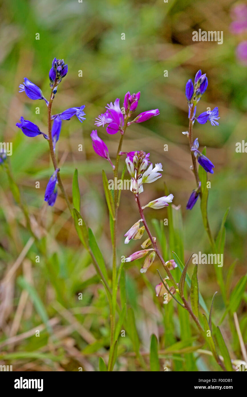 common milkwort (Polygala vulgaris), blooming in different colours ...