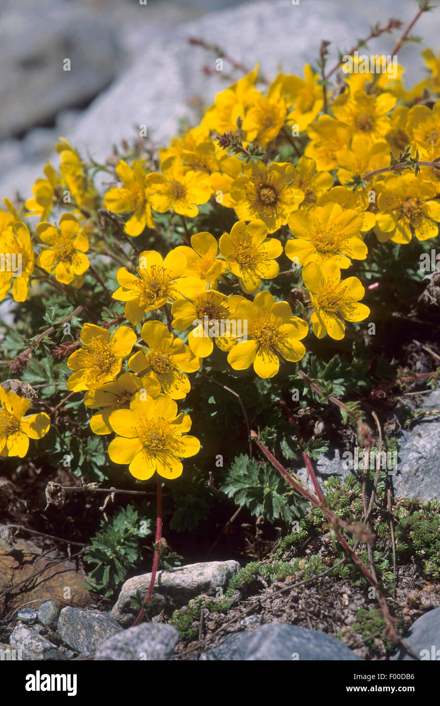 Mountain aven flowers hi-res stock photography and images - Alamy
