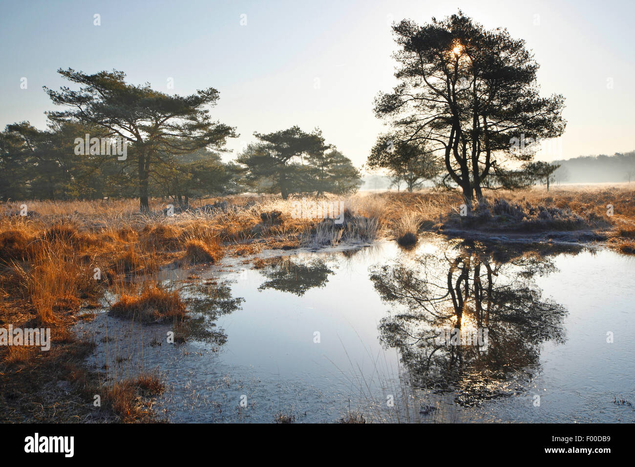 Reflected scotch mist hi-res stock photography and images - Alamy
