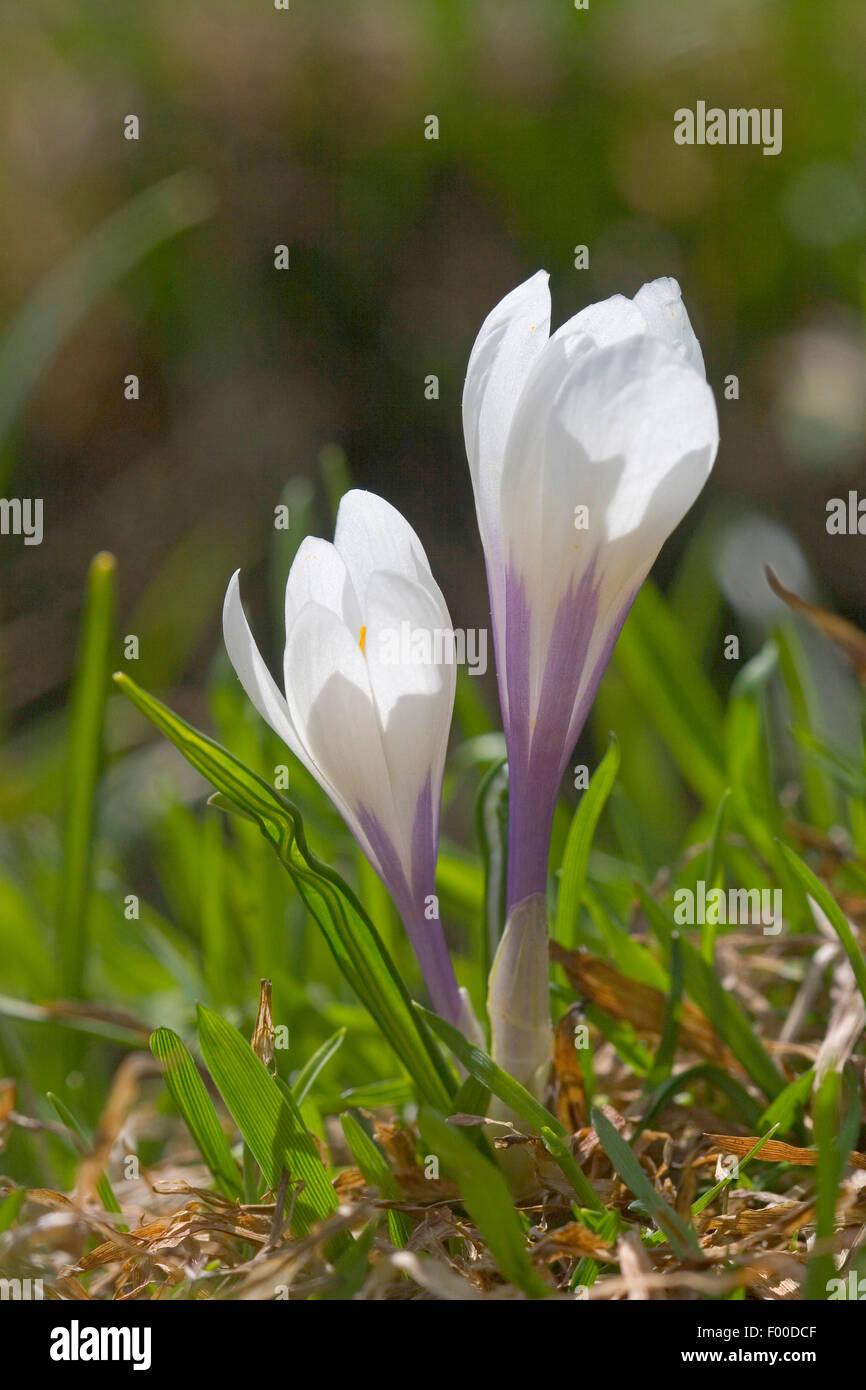 Pale violet white flowers hi-res stock photography and images - Alamy