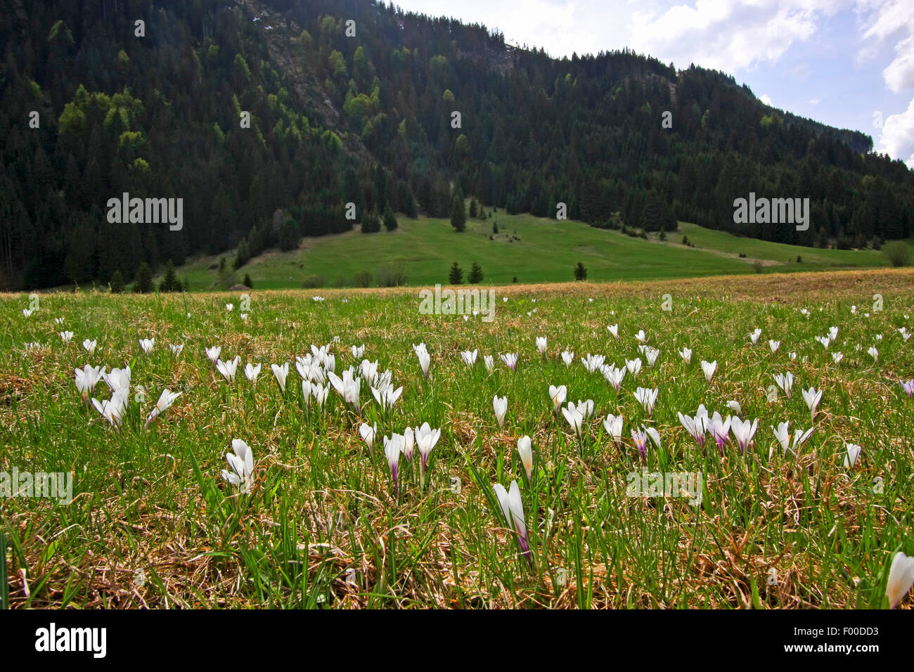 White crocus, Spring crocus (Crocus vernus ssp. albiflorus, Crocus ...