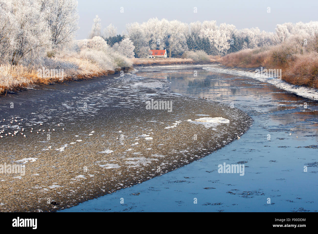 tidal river Durme with reflection of snow covered trees and reed fringe ...