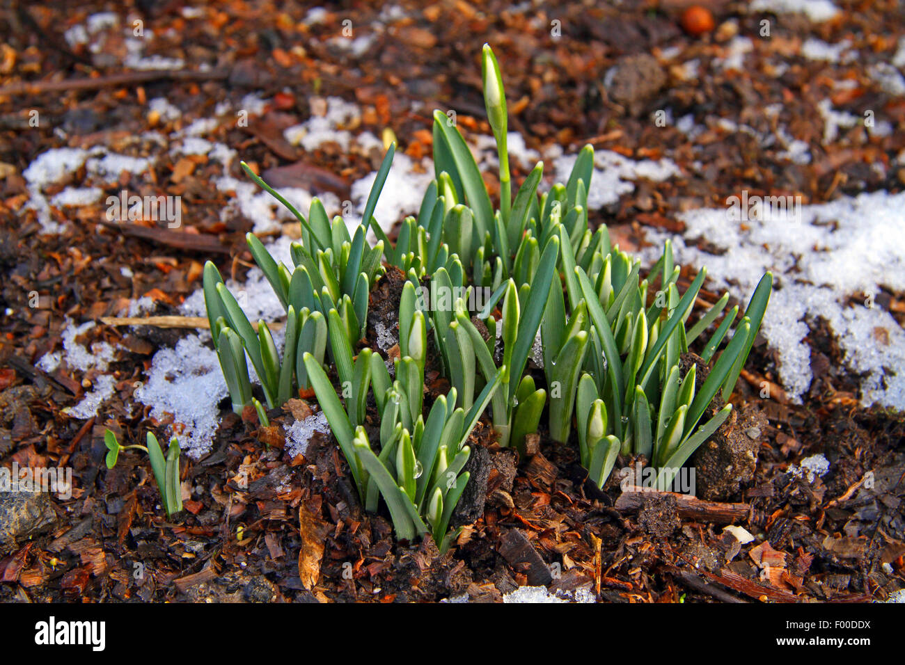 common snowdrop (Galanthus nivalis), in bud, Germany Stock Photo - Alamy