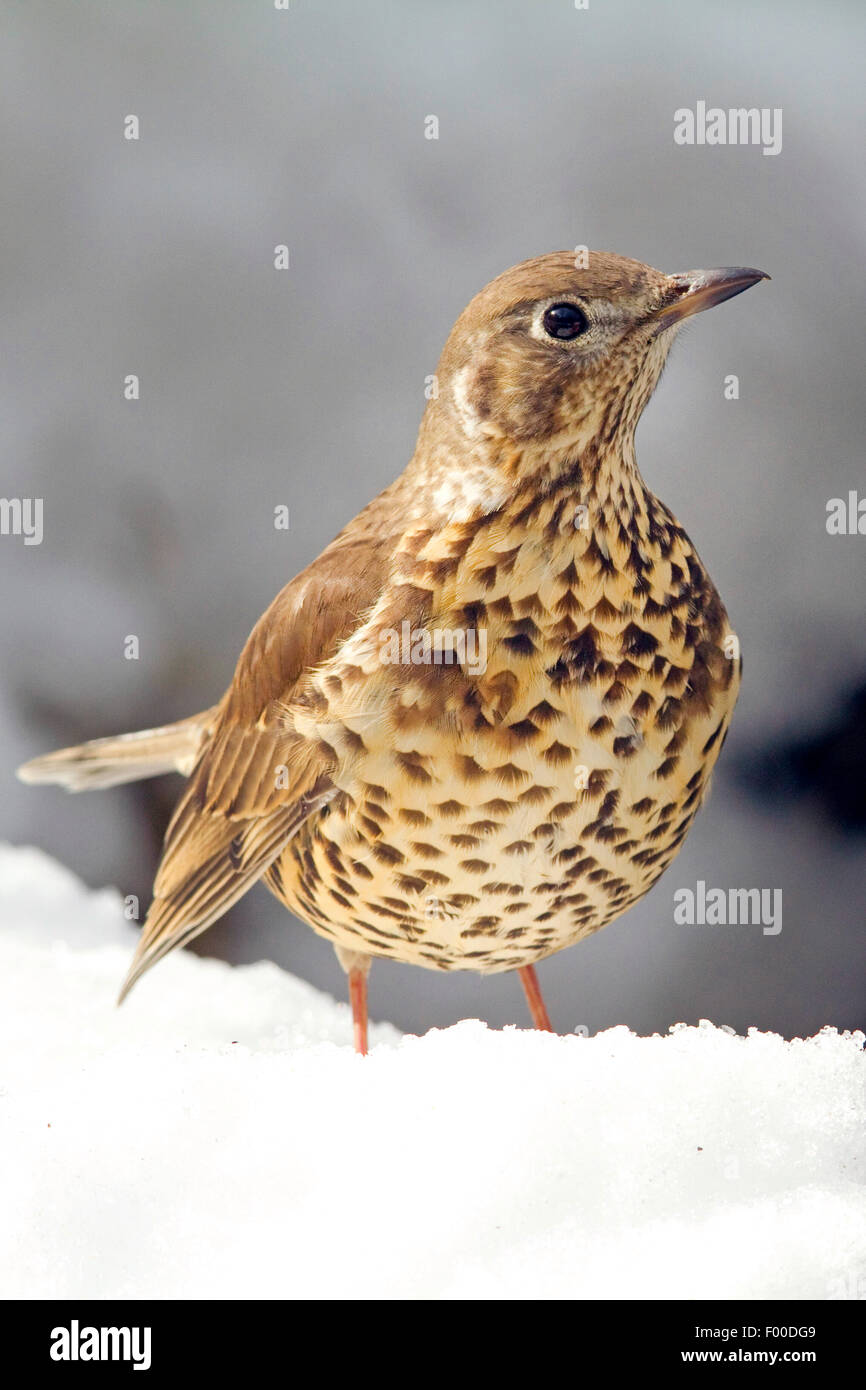 mistle thrush (Turdus viscivorus), mistle thrush in the snow, Germany ...