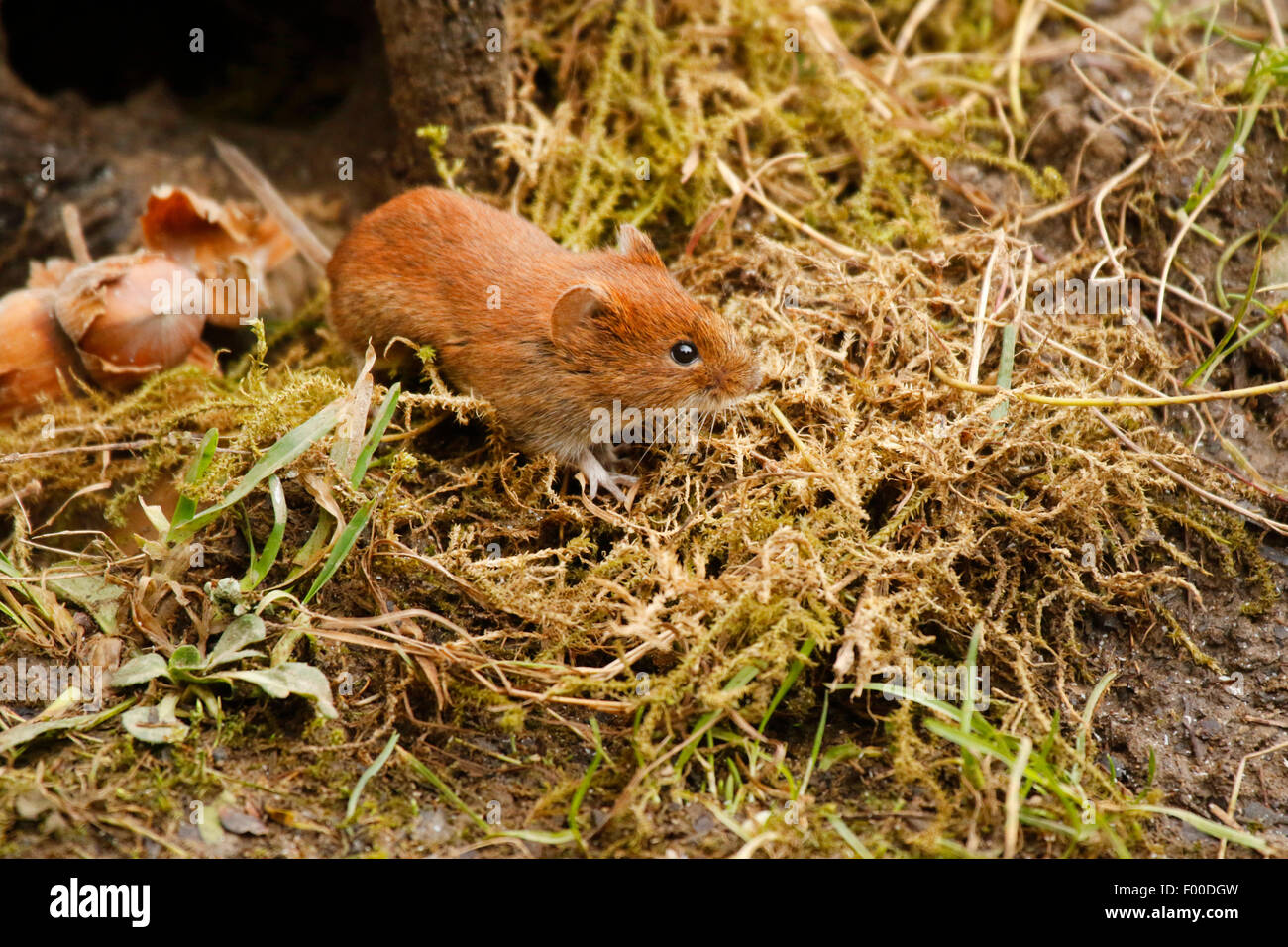 bank vole (Clethrionomys glareolus, Myodes glareolus), bank vole ...