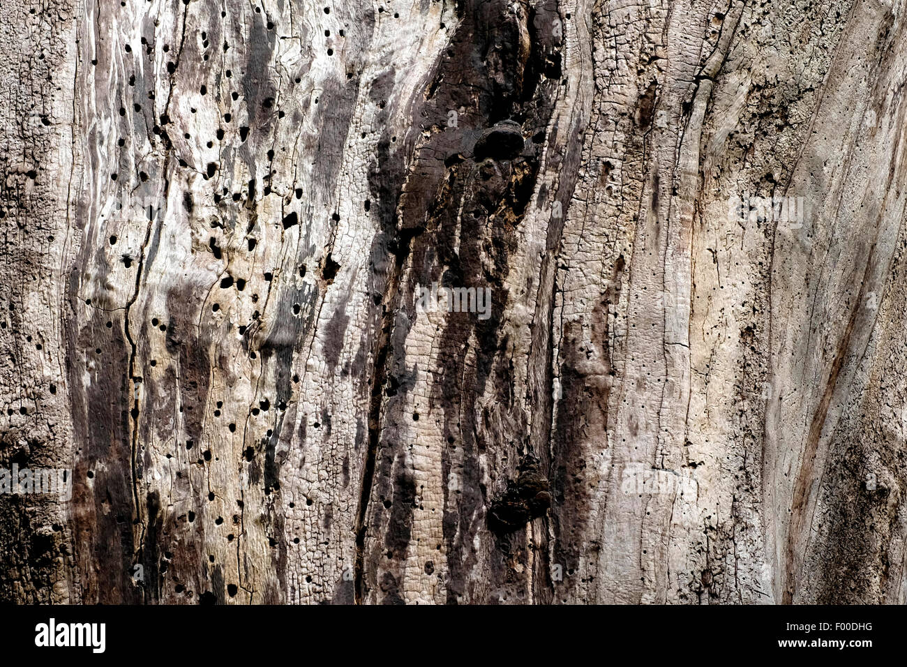 A close-up view of a dead tree Stock Photo - Alamy