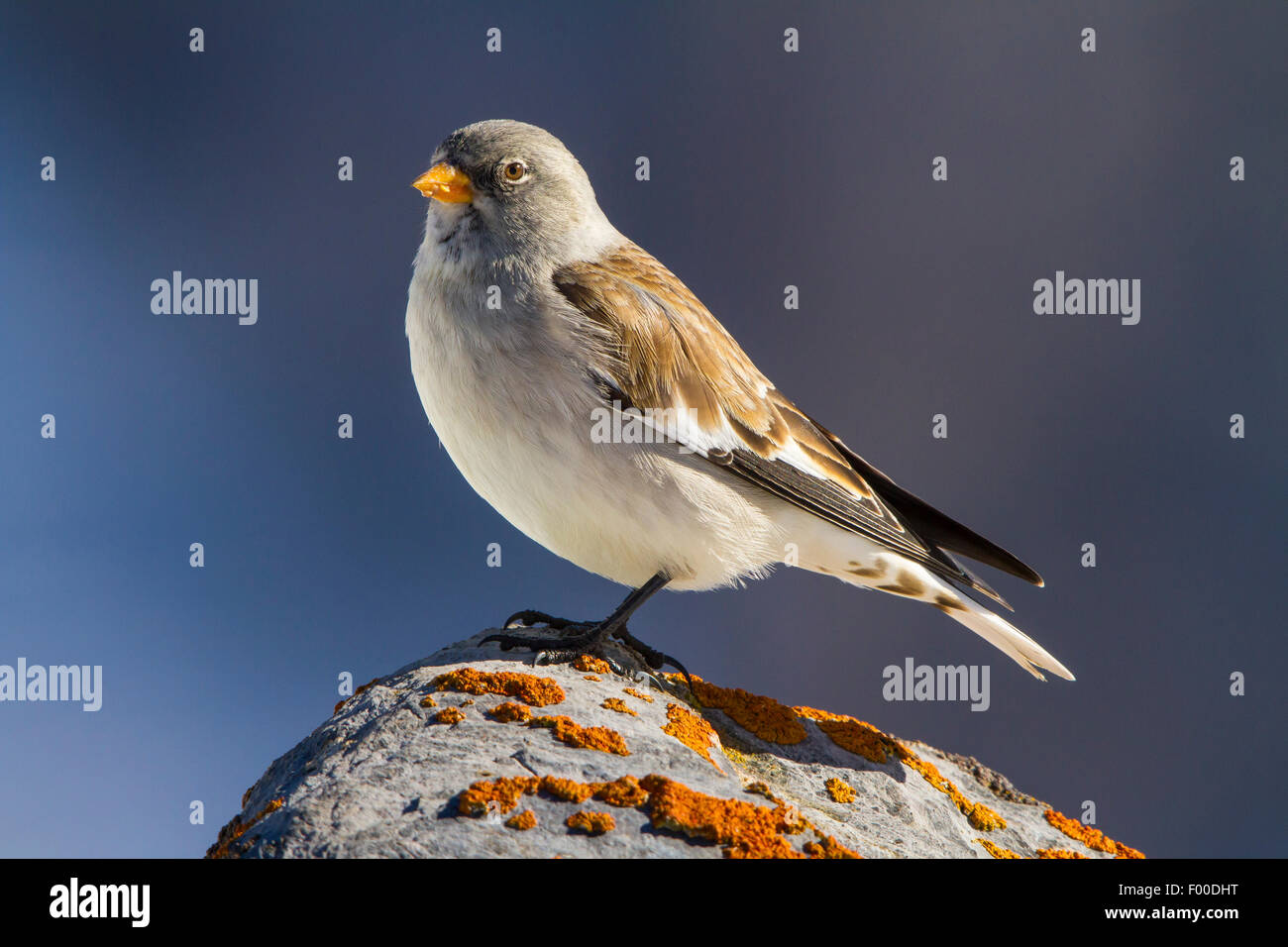 white-winged snow finch (Montifringilla nivalis), sits on a stone ...