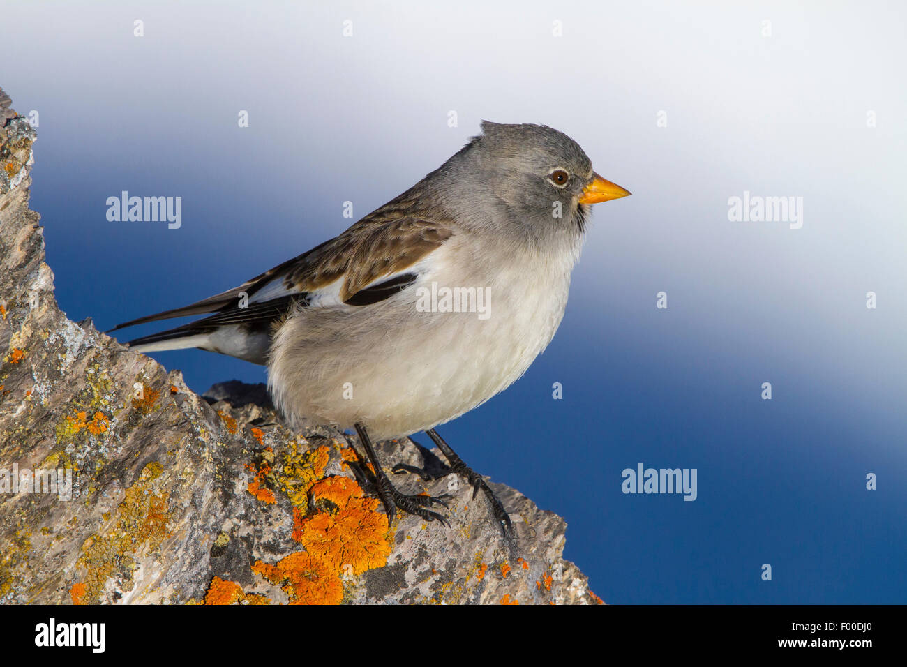 white-winged snow finch (Montifringilla nivalis), sits on a stone ...