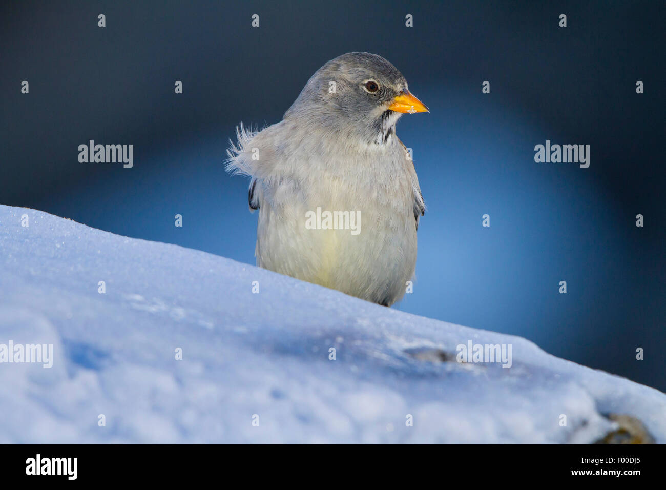 white-winged snow finch (Montifringilla nivalis), stands in snow ...