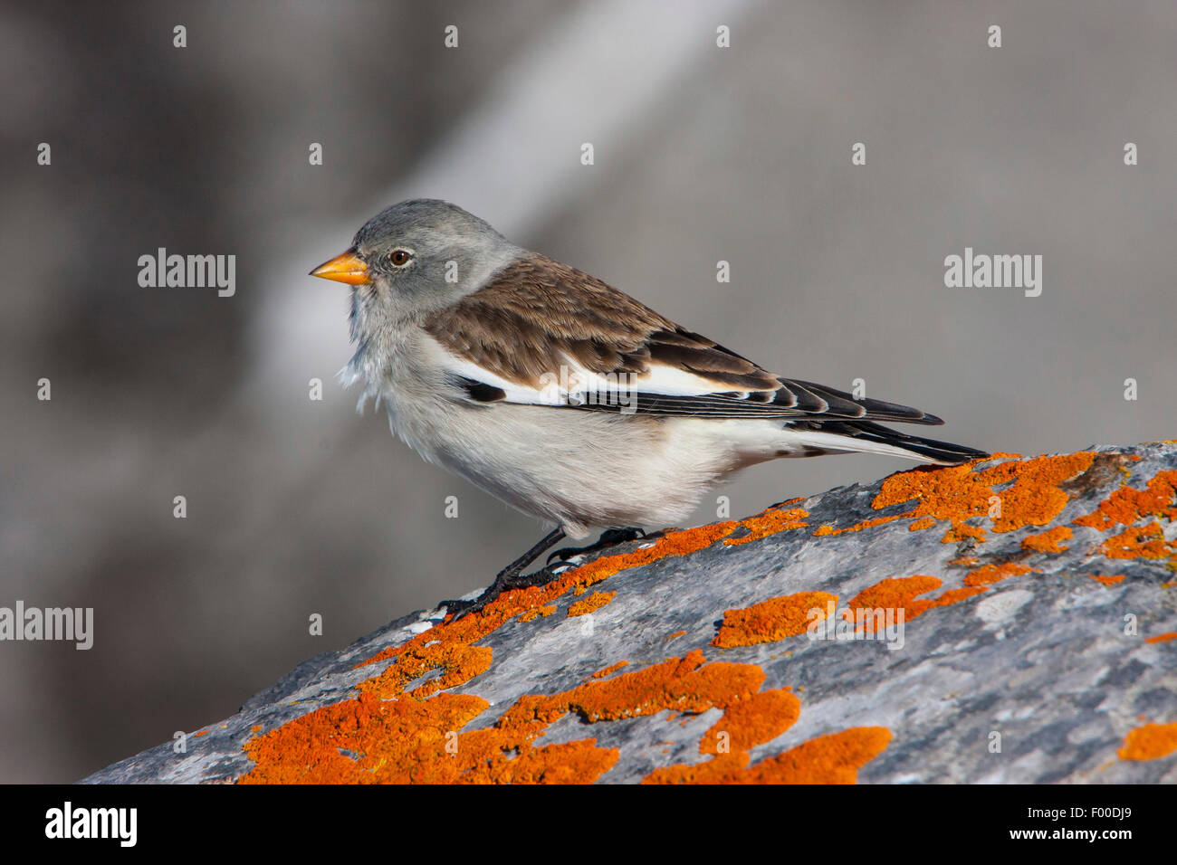white-winged snow finch (Montifringilla nivalis), sits on a stone ...
