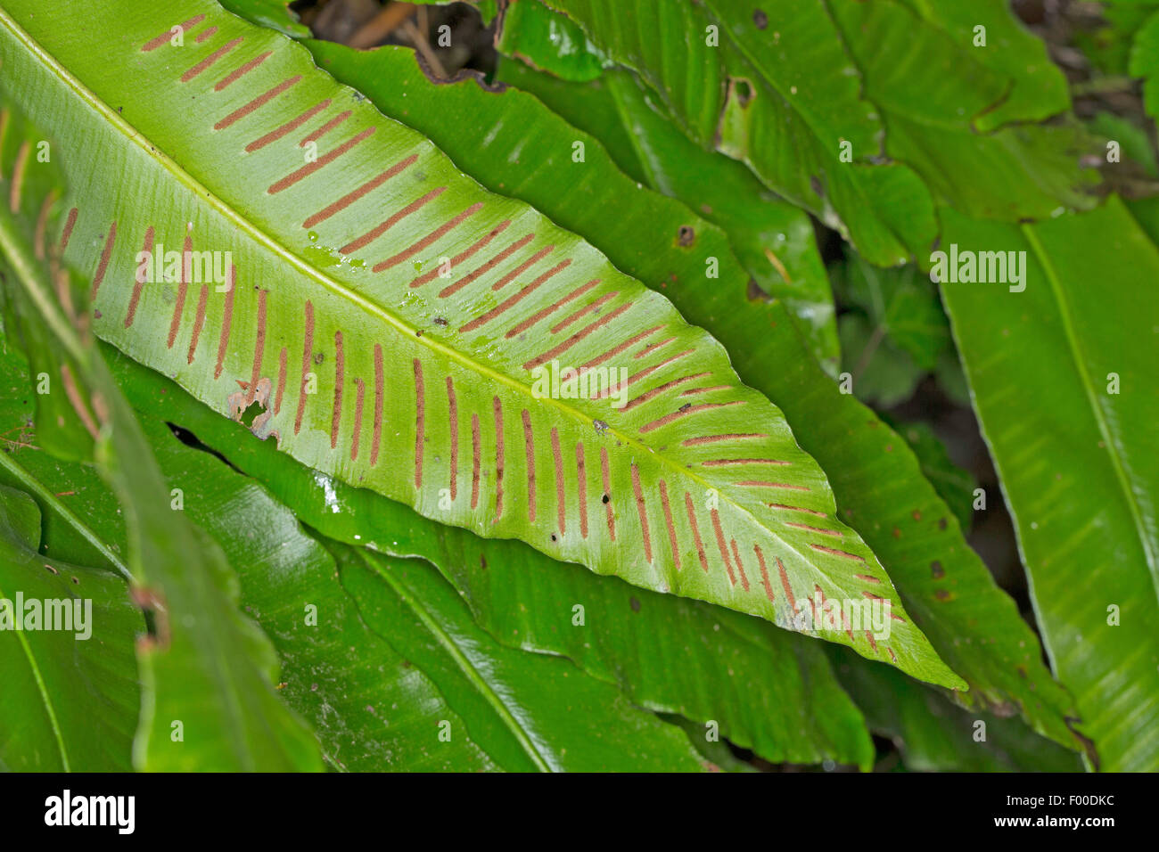 hart's tongue, European harts-tongue fern (Asplenium scolopendrium ...