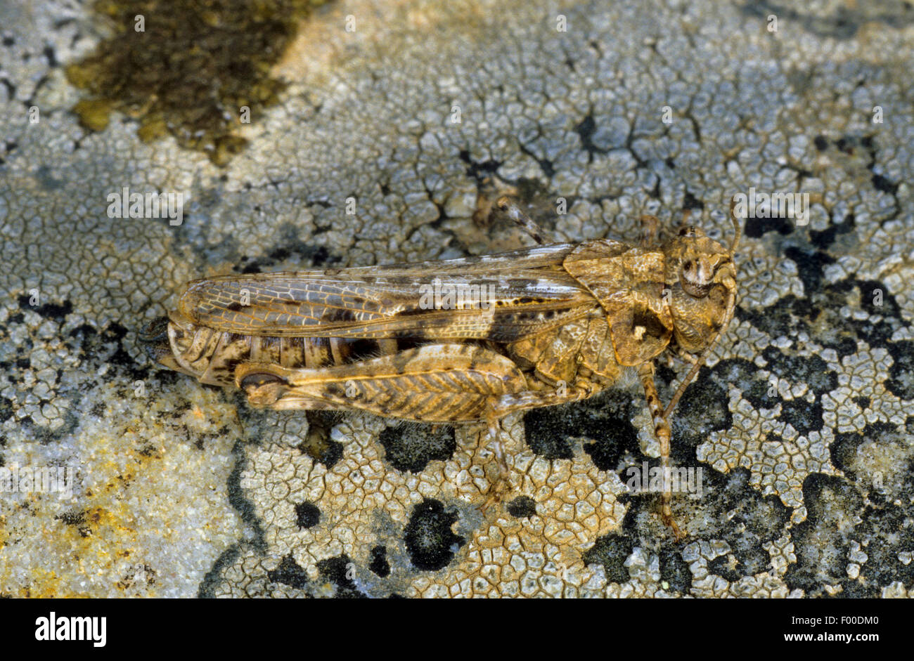 Band winged grasshopper hi-res stock photography and images - Alamy