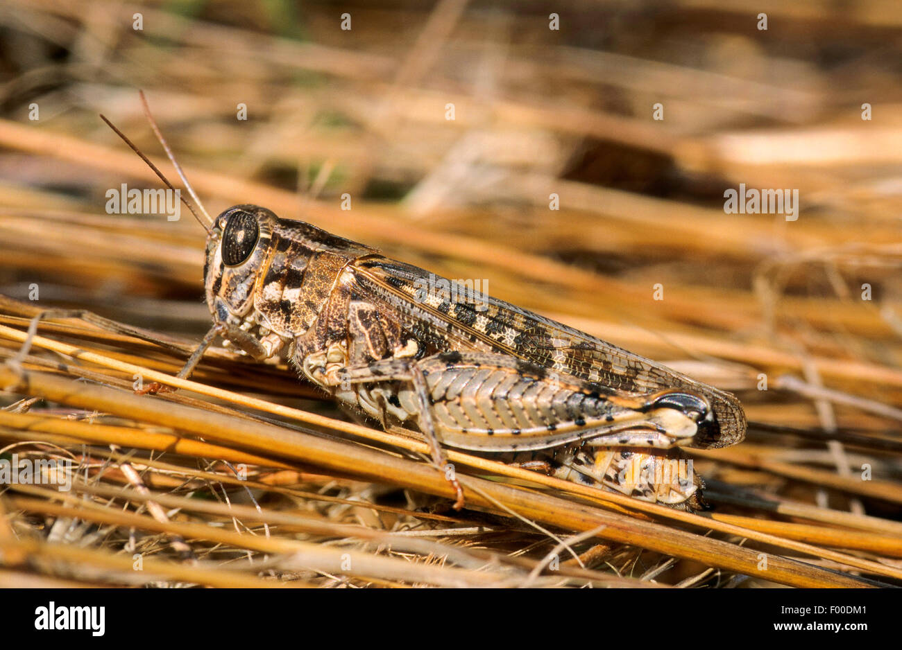 Italian locust (Calliptamus italicus, Calliptenus cerisanus), female ...