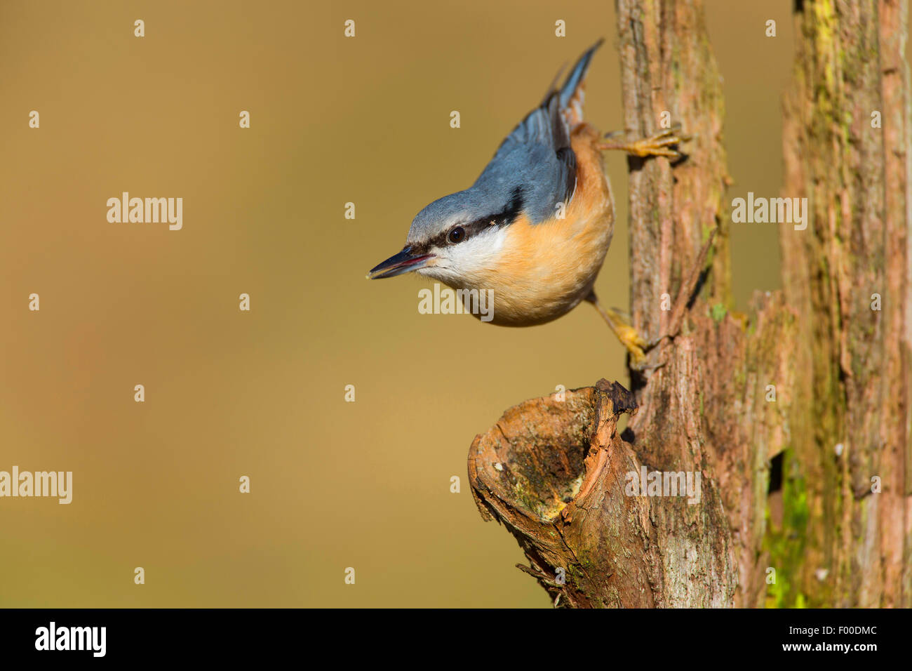 Rotten tree hi-res stock photography and images - Alamy