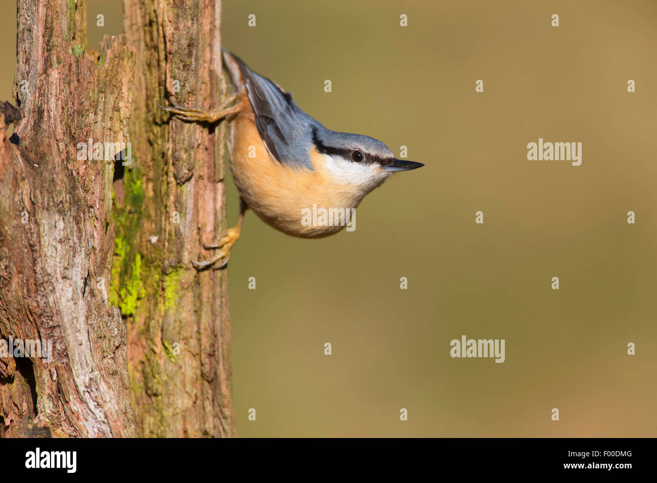 Eurasian nuthatch (Sitta europaea), head first at a rotten tree trunk ...